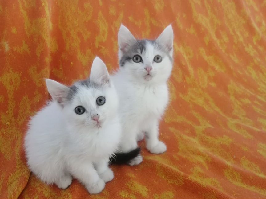Котята 2 месяца с доставкой