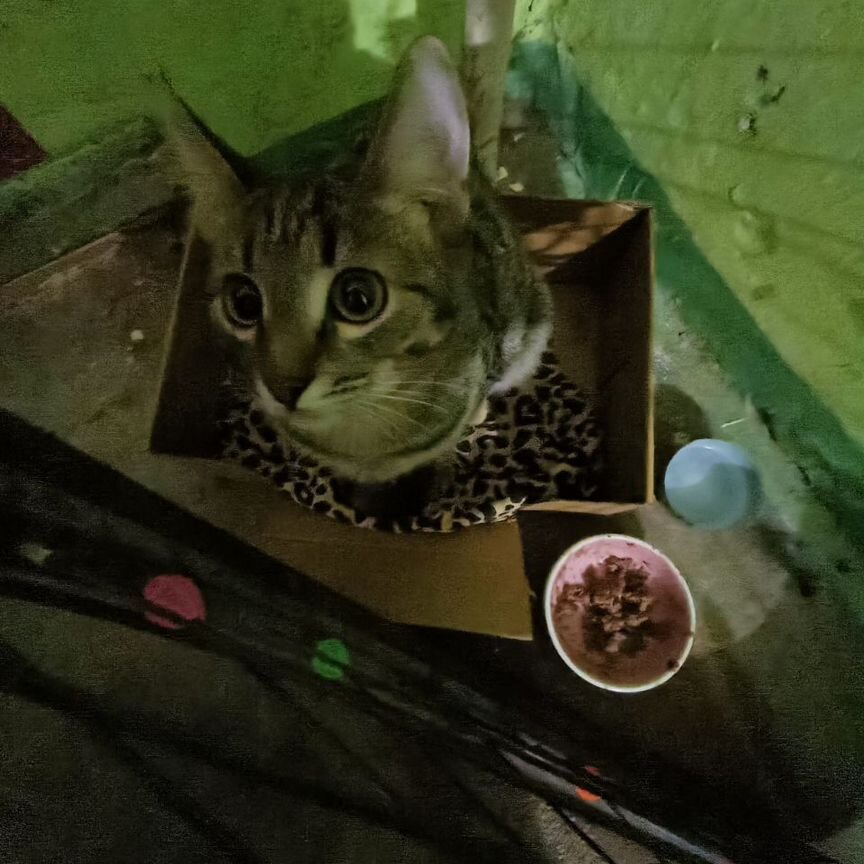Котенок в добрые руки