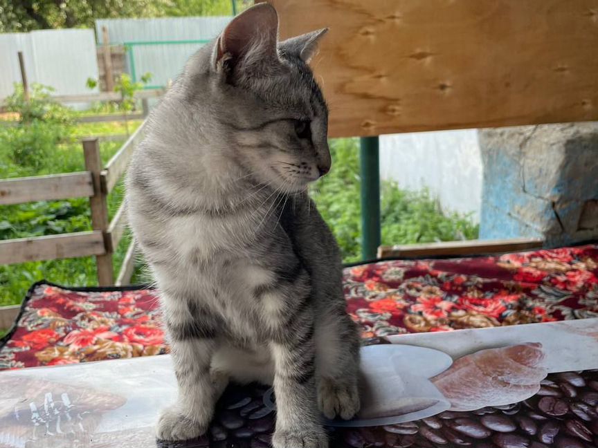 Британские котята