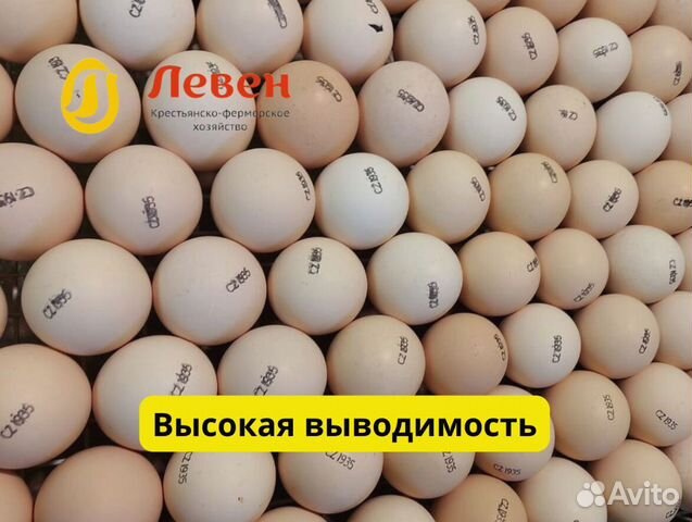 Инкубационное яйцо. Кобб и Росс. Из Европы