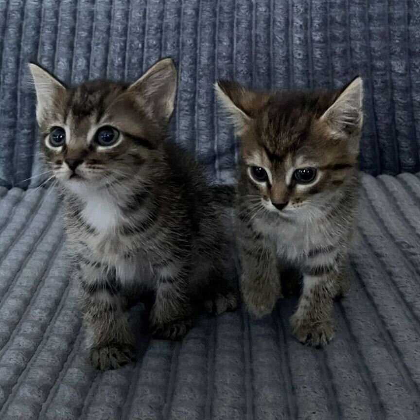 Австралийский мист котёнок