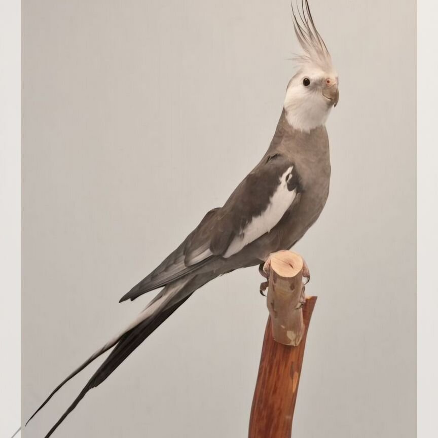 Попугай Корелла Самец Екатеринбург