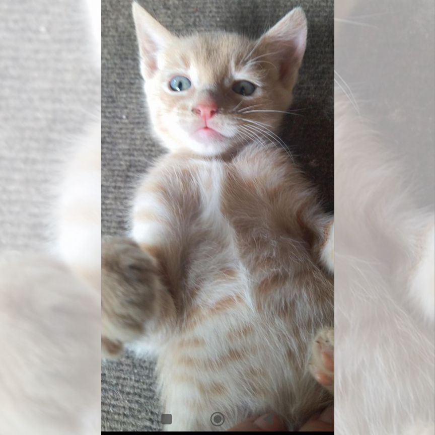 Рыжий котенок мальчик