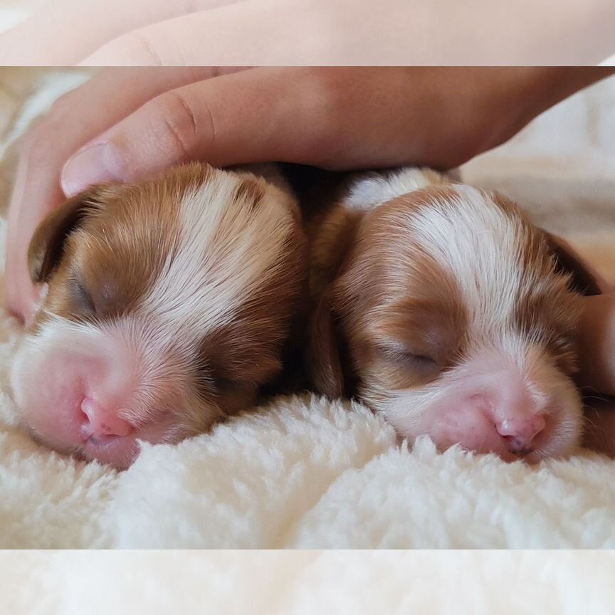 Ккчс щенки кавалер кинг чарльз спаниеля