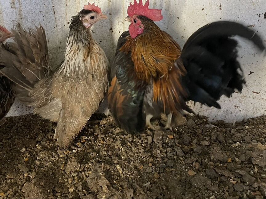 Малазийская серама