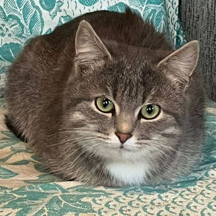 Котятам из деревни экстренно нужен дом