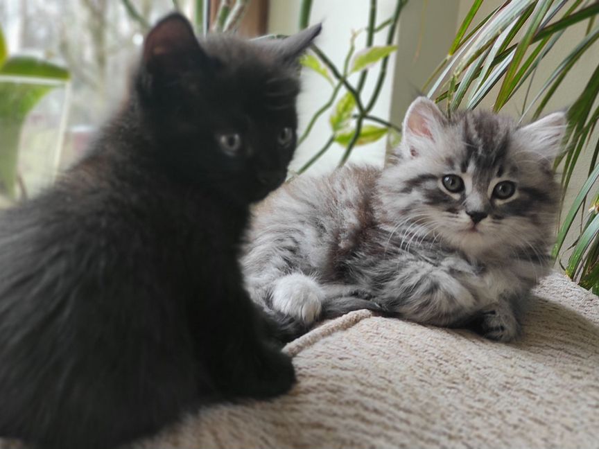 Симпатичные котята в добрые руки