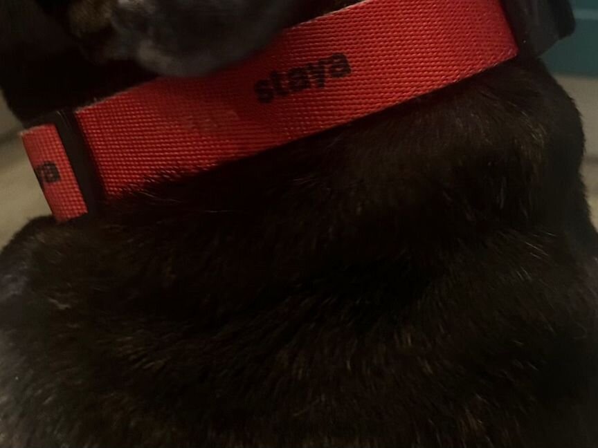 Ошейник Staya