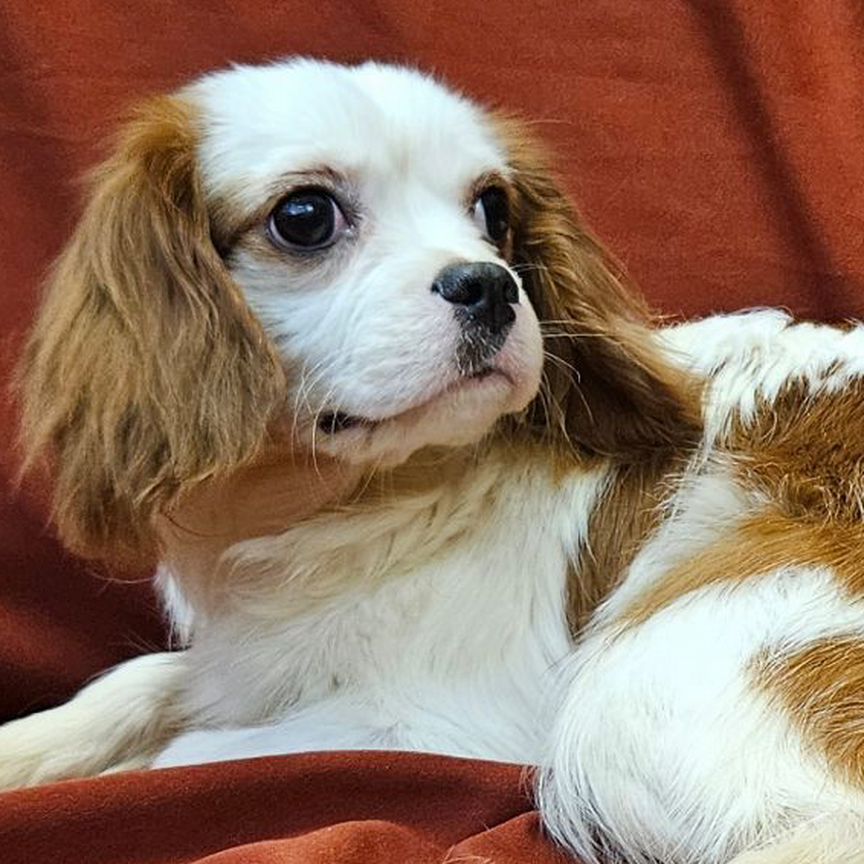 Кавалер кинг-чарльз-спаниель, щенок