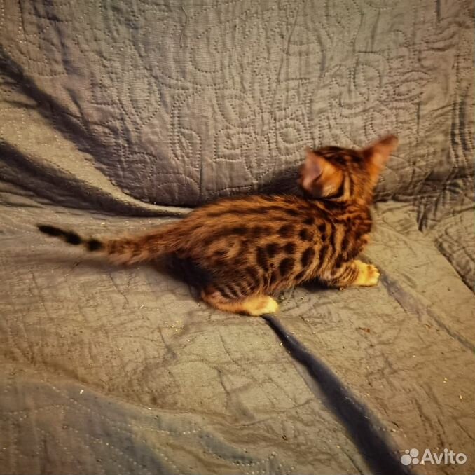 Бенгальские котята малыши