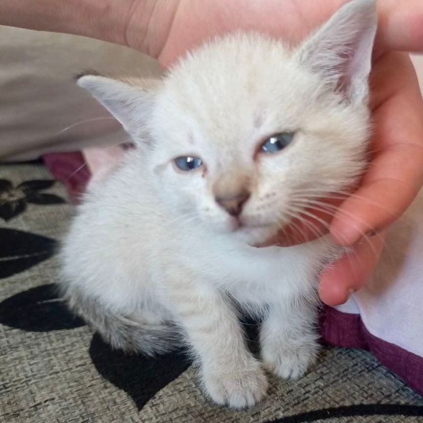 Сиамский котёнок