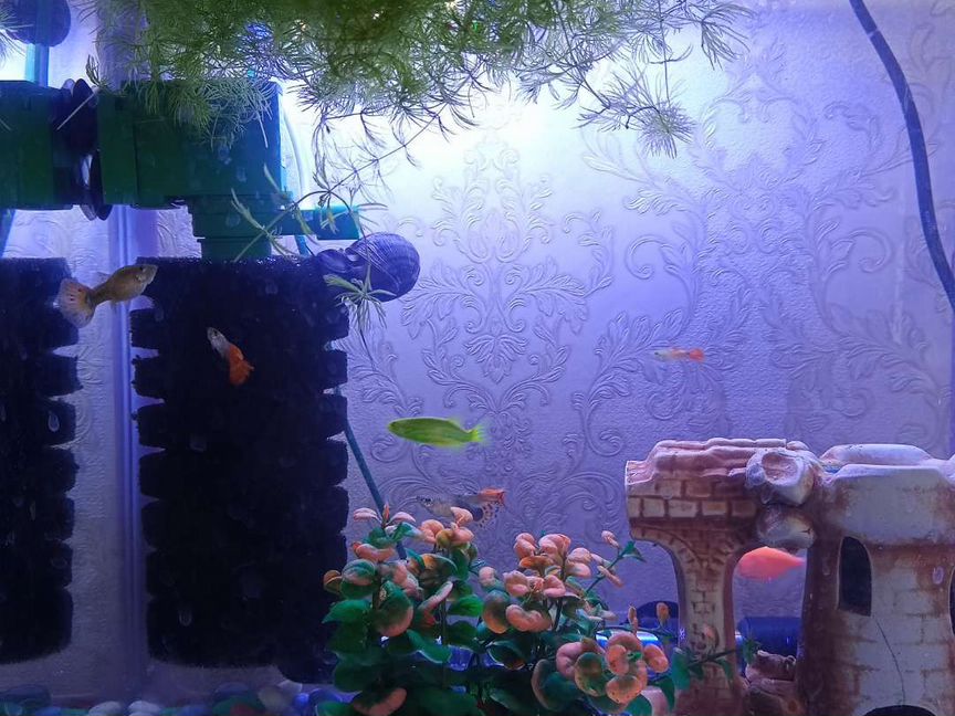 Водоросли для аквариума