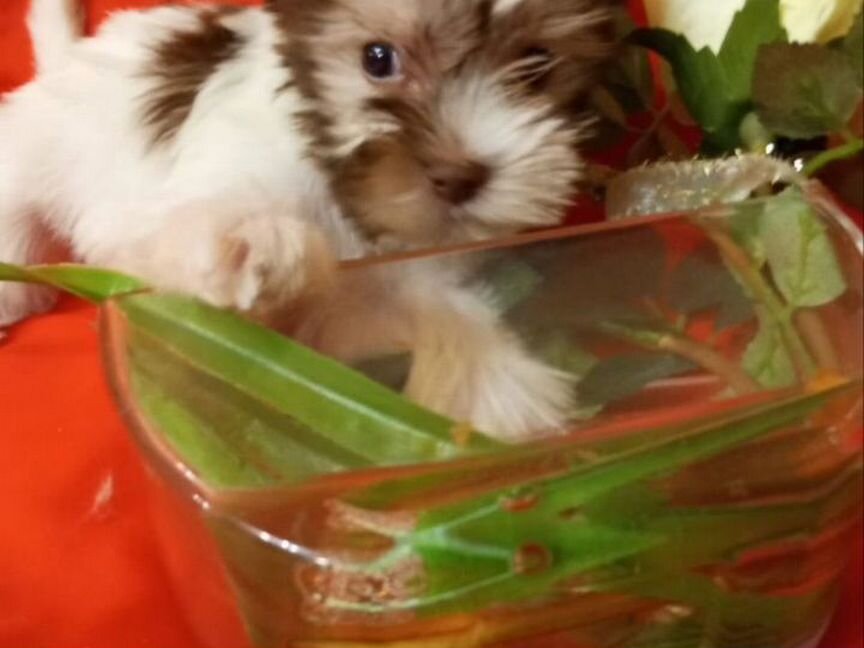 Бивер йорк мини