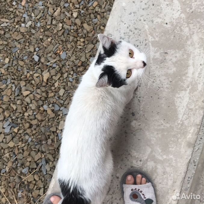 Уличный кот по имени Адольф ищет себе хозяина