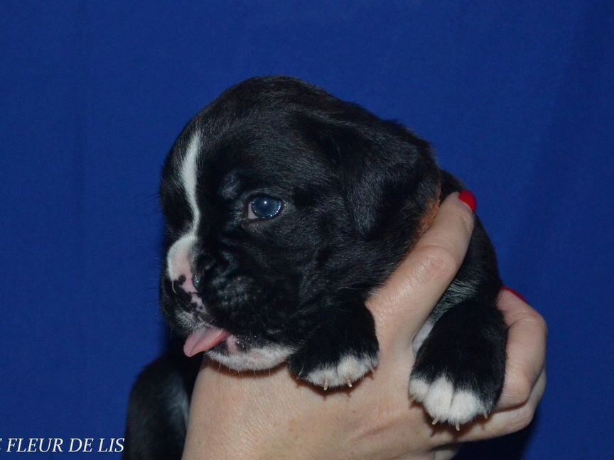 Щенки Немецкого боксера