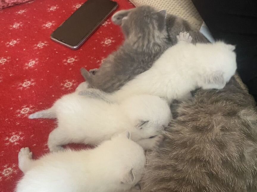 Шотландские вислоухие котята