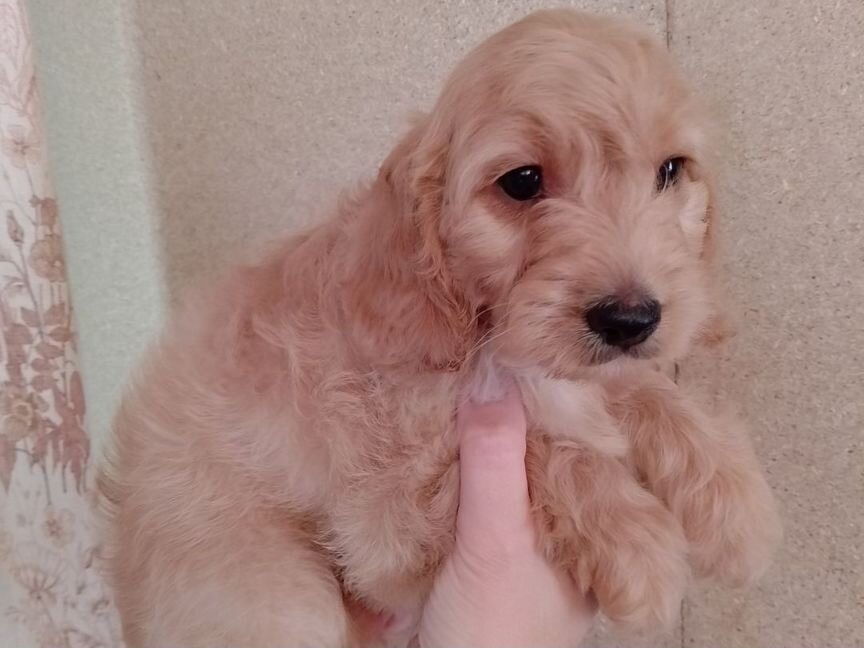 Кокер спаниель