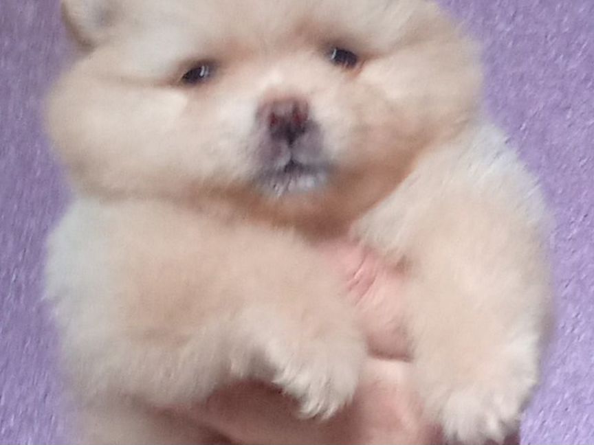 Шпиц много щенков