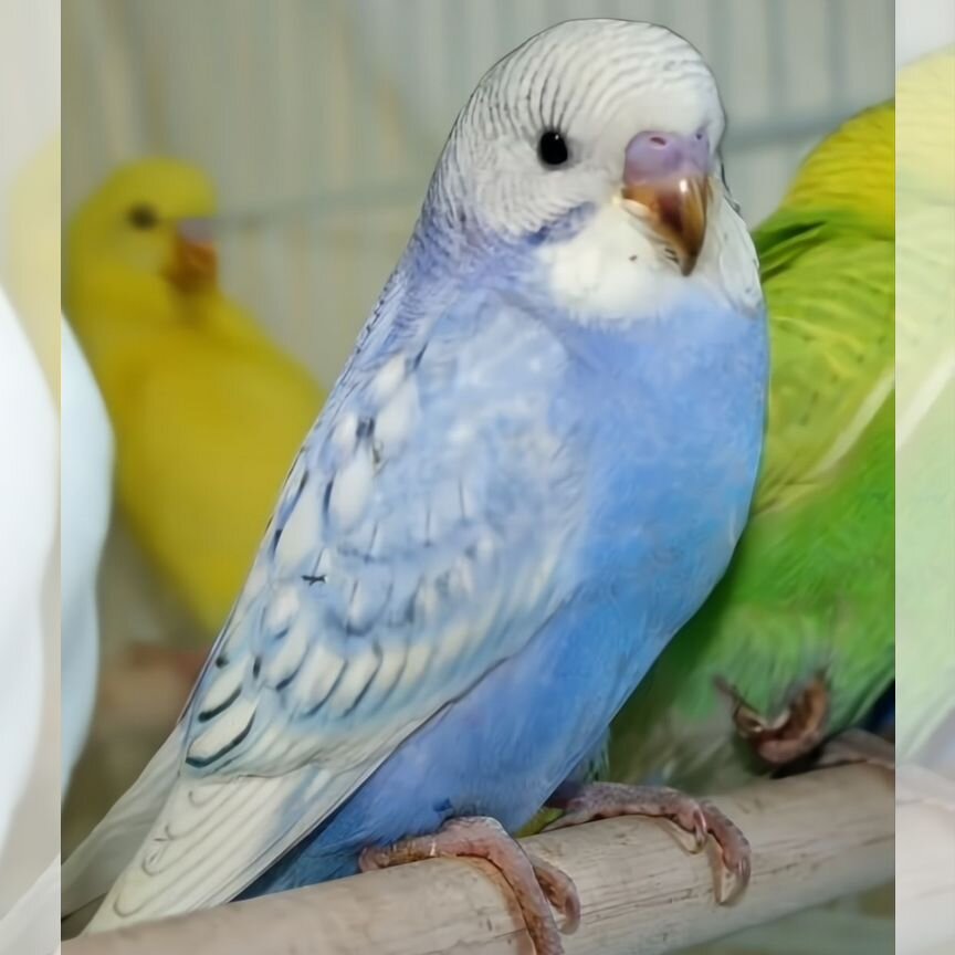 Птенцы волнистый попугай