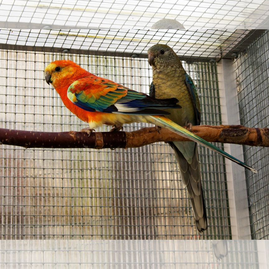 Певчий попугай