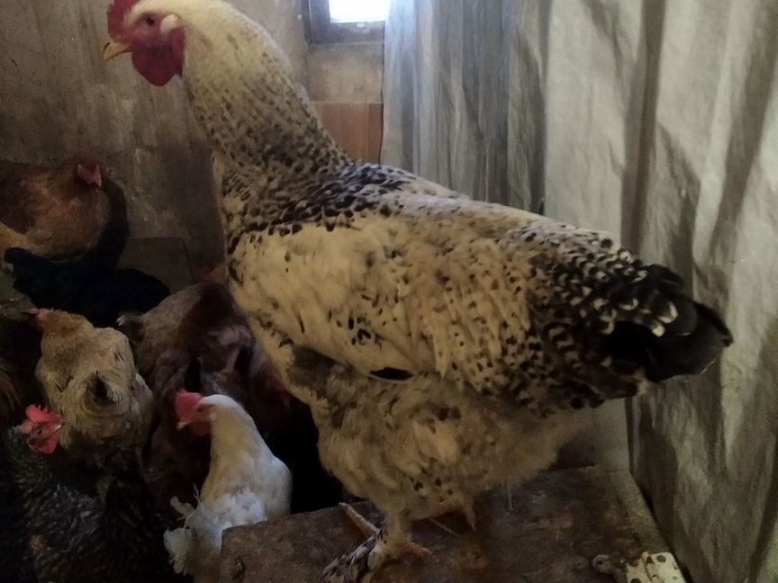 Продам петуха