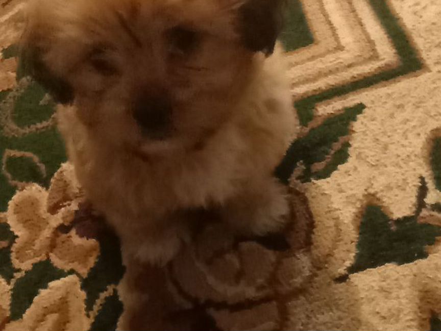 Щенок девочка