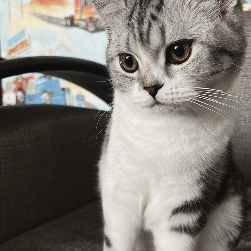 Кошка в добрые руки