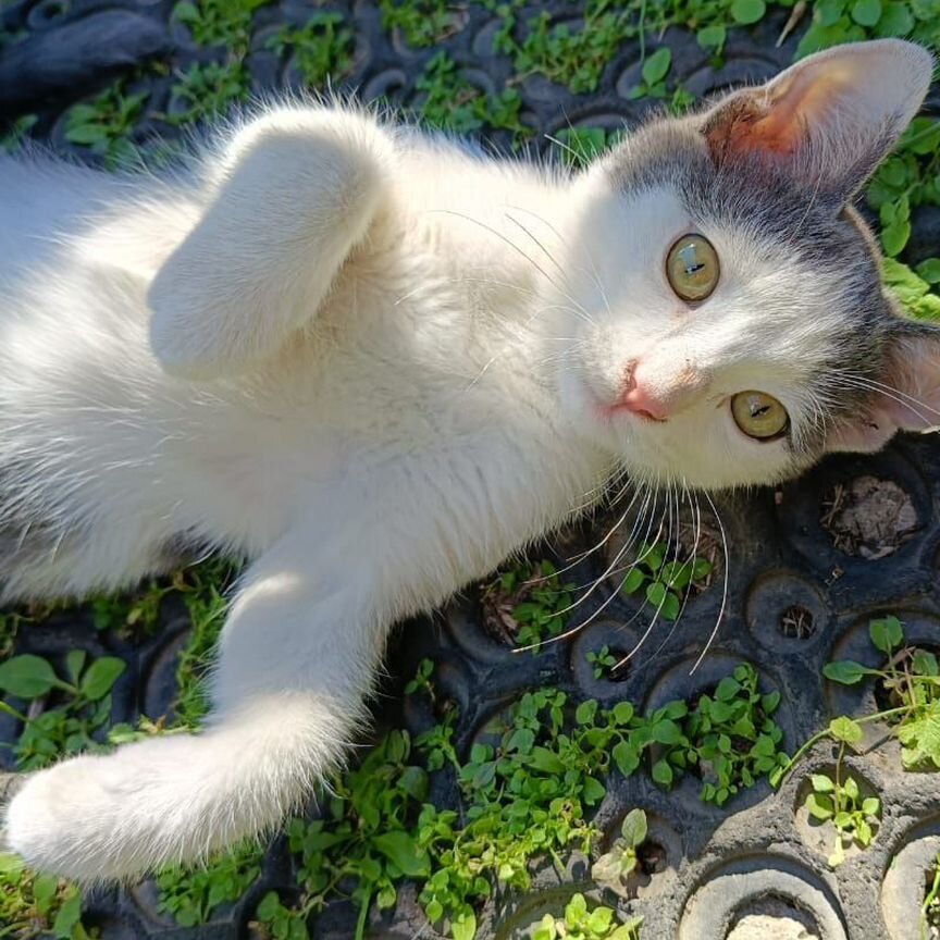 Отдам в хорошие руки 2-х котят