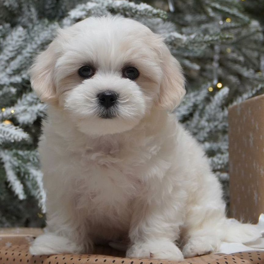 Мальтипу, щенок