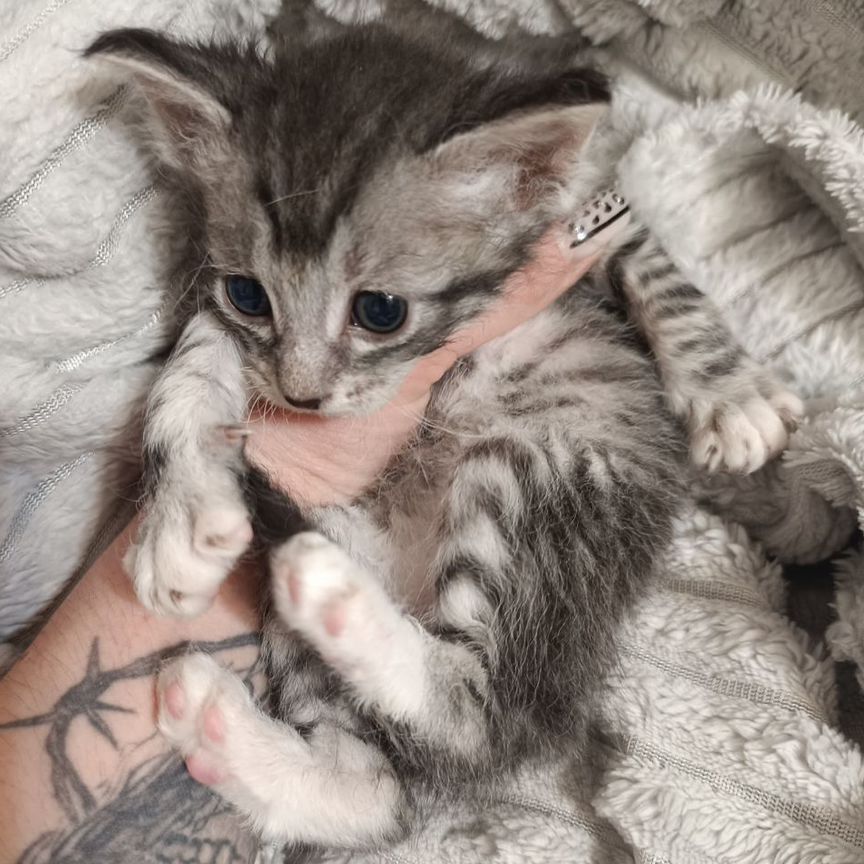 Котята сфинкс браш