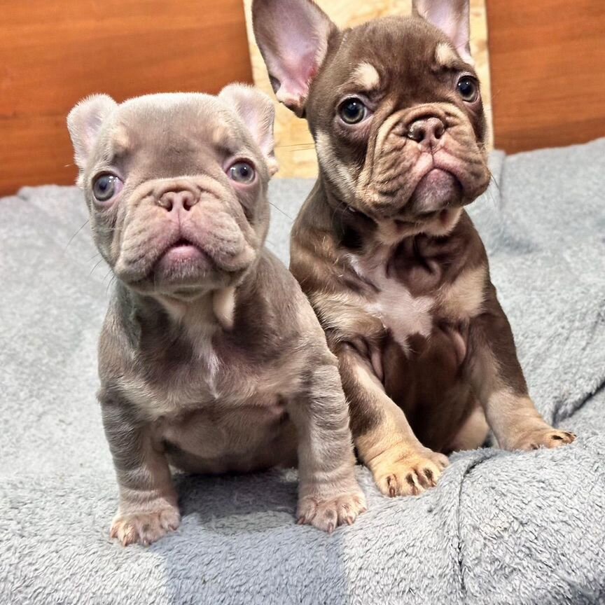 Детки французики редкий окрас