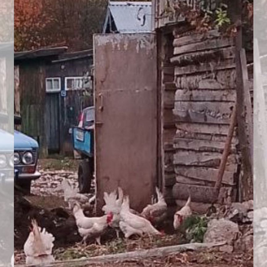 Курицы несушки домашние