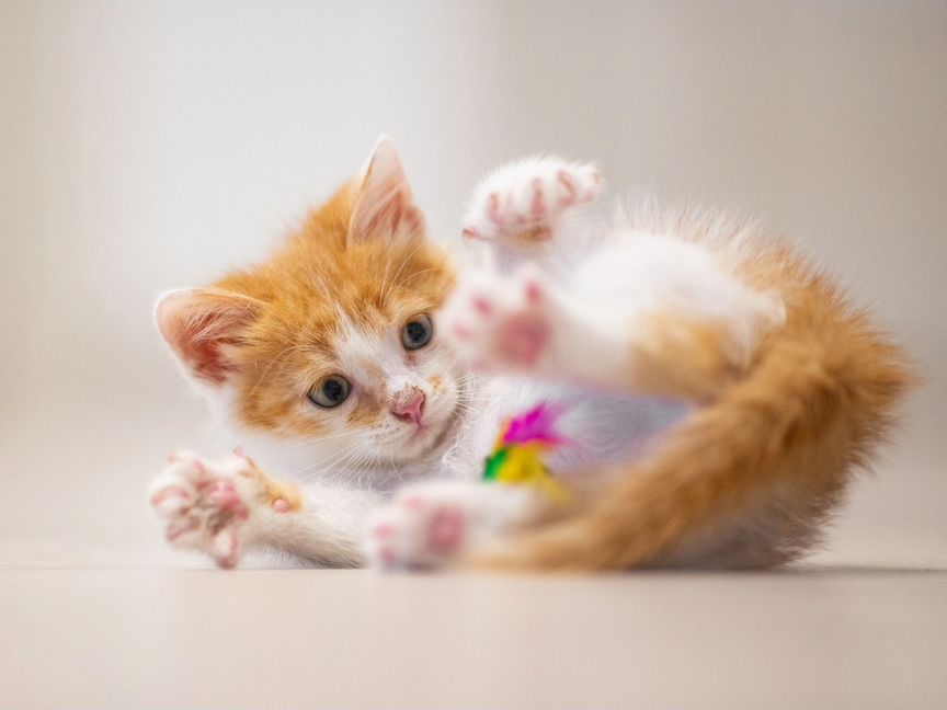 Котёнок в добрые руки бесплатно