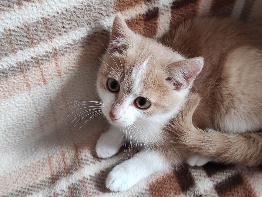 Котята в добрые руки бесплатно мальчик