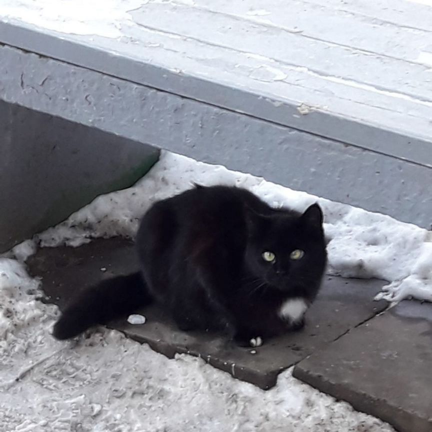 Котик и кошечка
