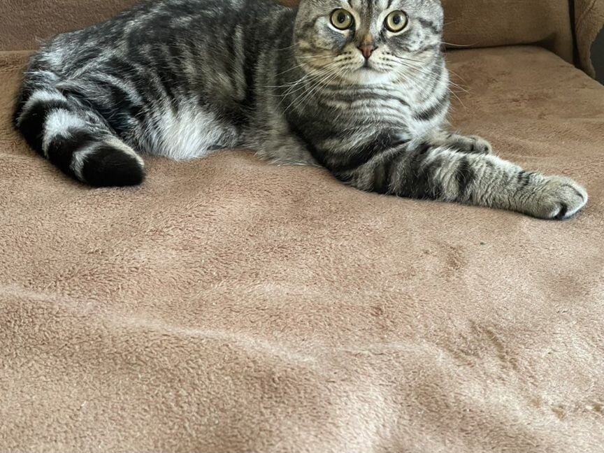 Шотландский вислоухий кот вязка