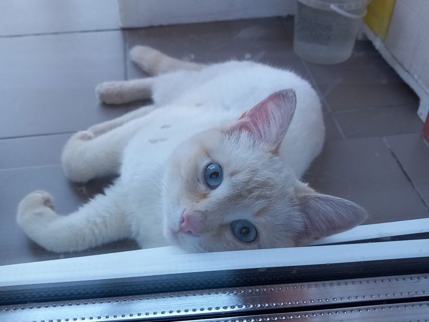 Молодой котик ищет семью