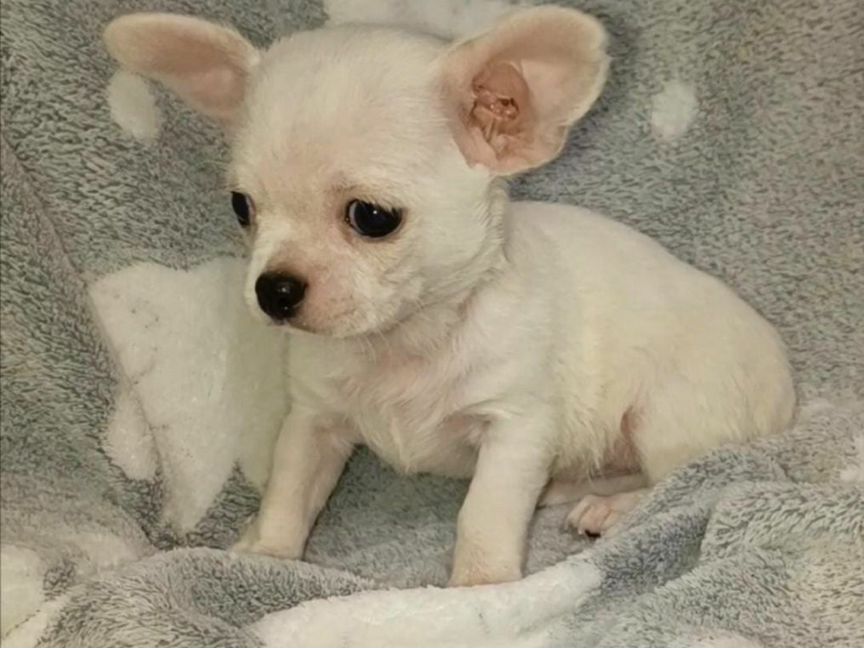 Чихуахуа. Мальчик и девочка