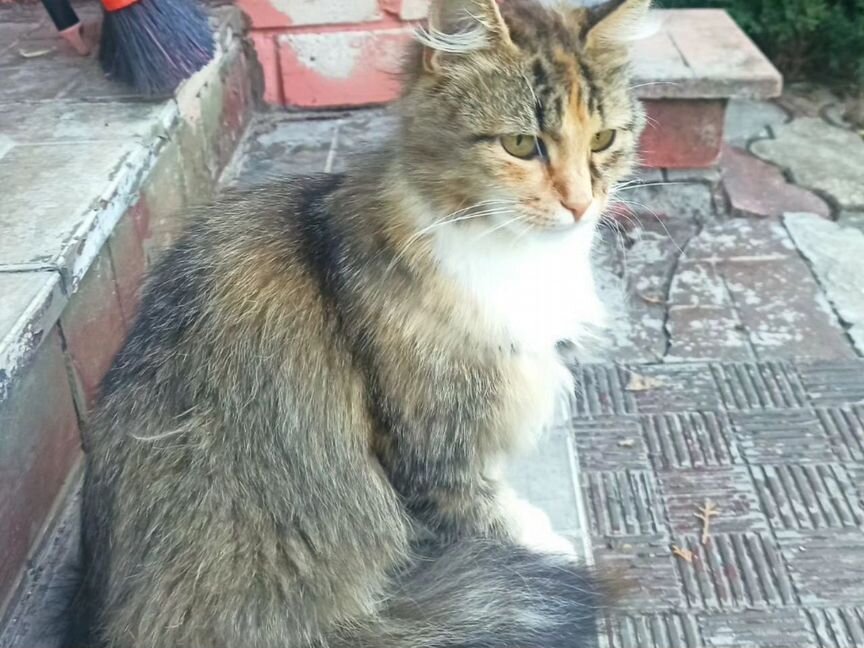 Хозяева вывезли кошечку в лес