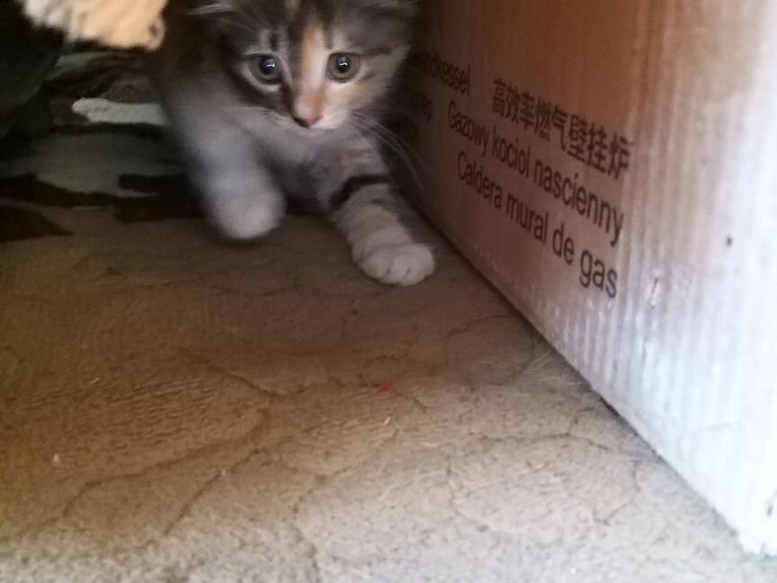 Отдам котят в добрые руки