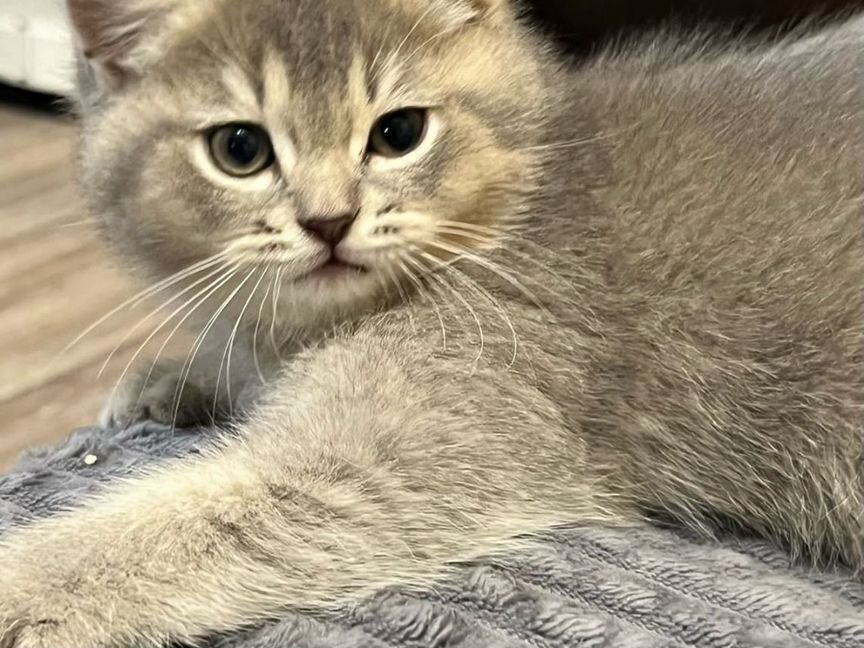 Шотландские котята