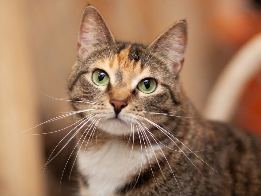 Кошечка ищет дом. Трехцветная