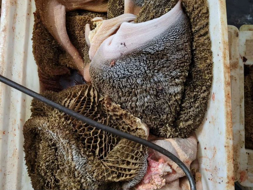 Корма для животных