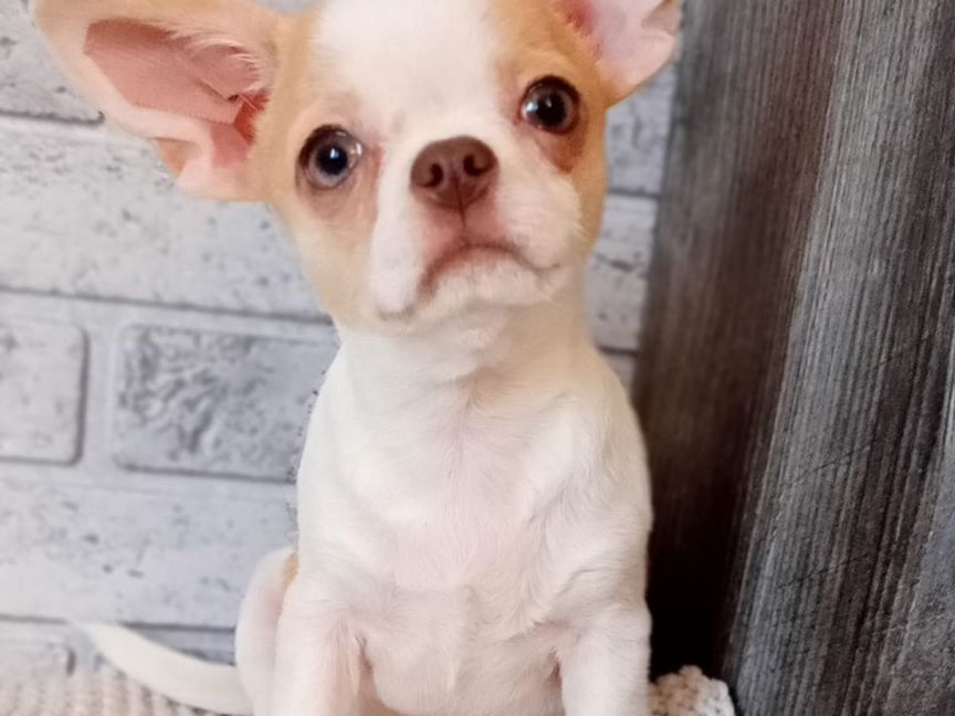 Мальчик чихуахуа мерле