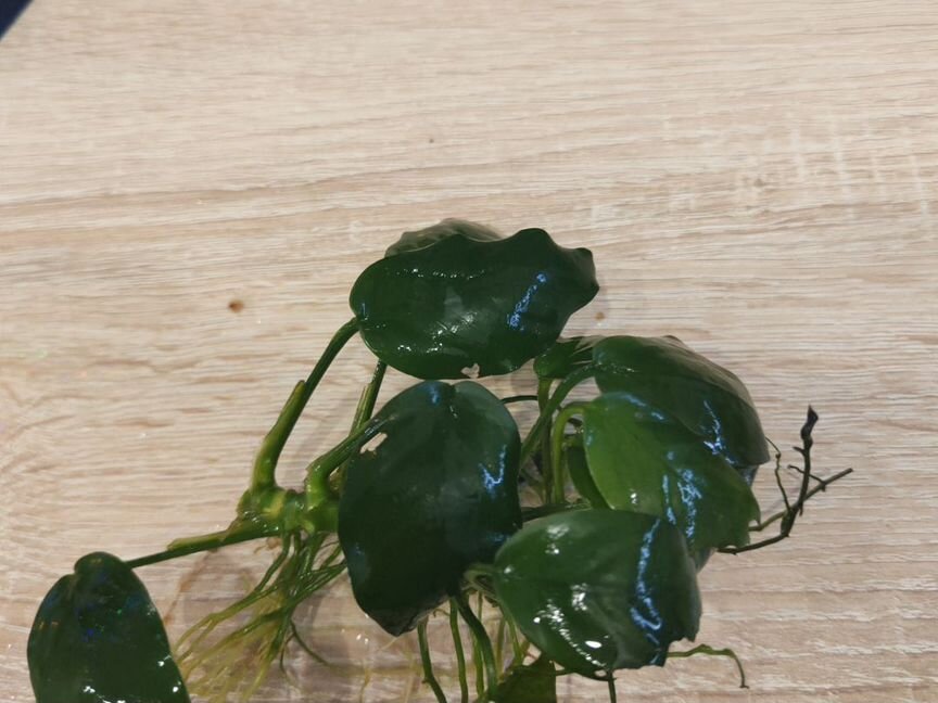 Аквариумные растения, прополка