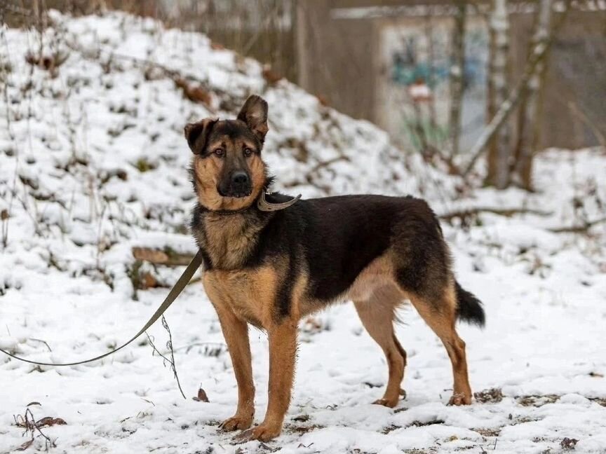Кобель Граф в хорошую семью бесплатно