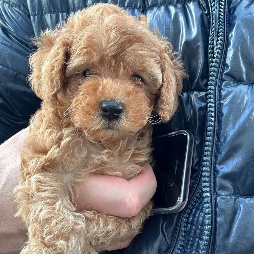 Той-пудель, щенок