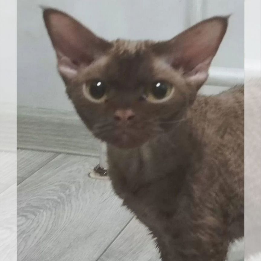 Девон-рекс, взрослая кошка