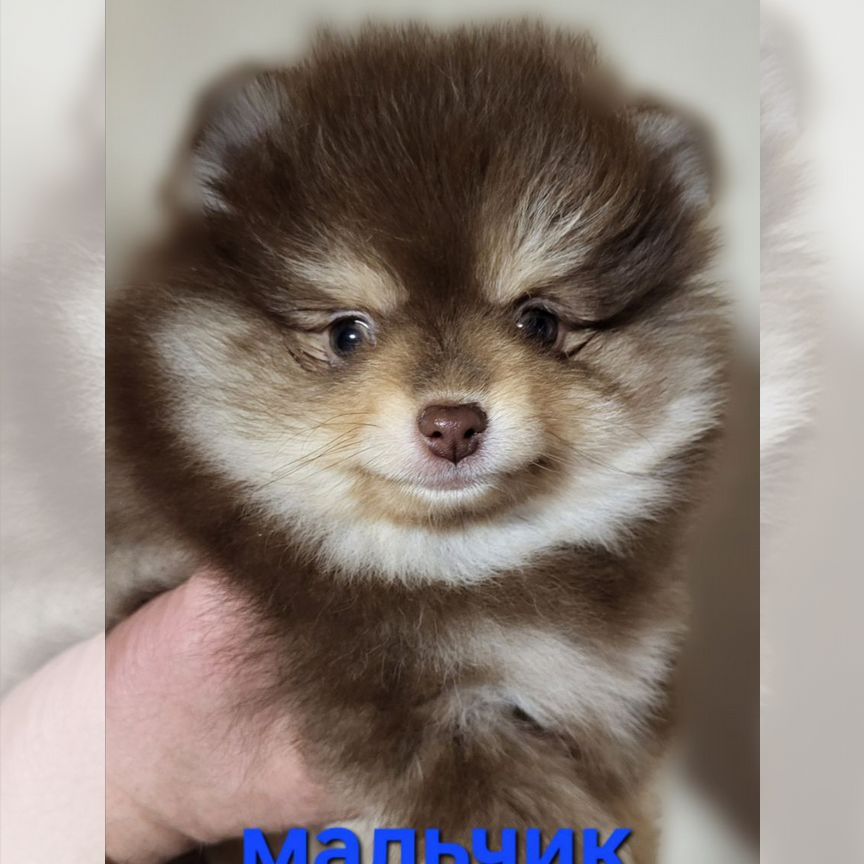 Померанский шпиц, щенок