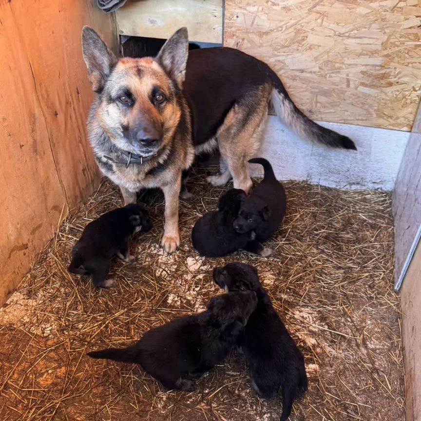 Восточноевропейская овчарка, щенок